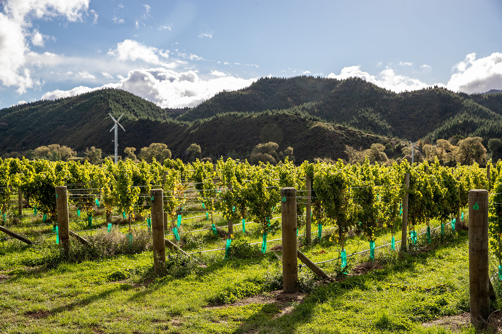 Over The Fence - Goldpine