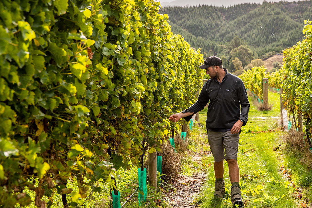 Over The Fence - Goldpine