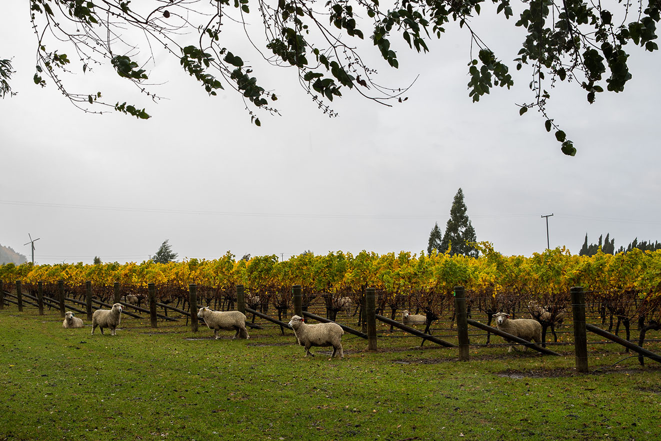 Over The Fence - Goldpine