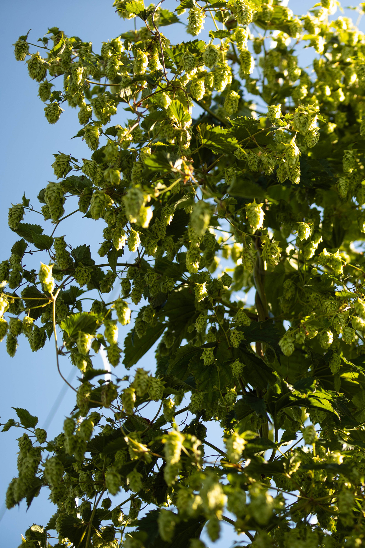 Over The Fence - Goldpine